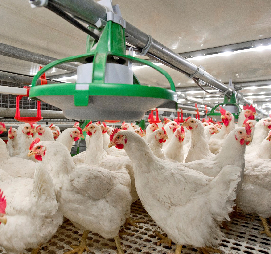 Veranda Breeder - Vencomatic Group